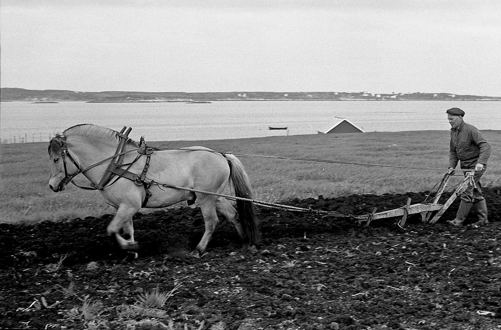 Om ard, plog og bruk av hest som trekkraft | erikstenvik